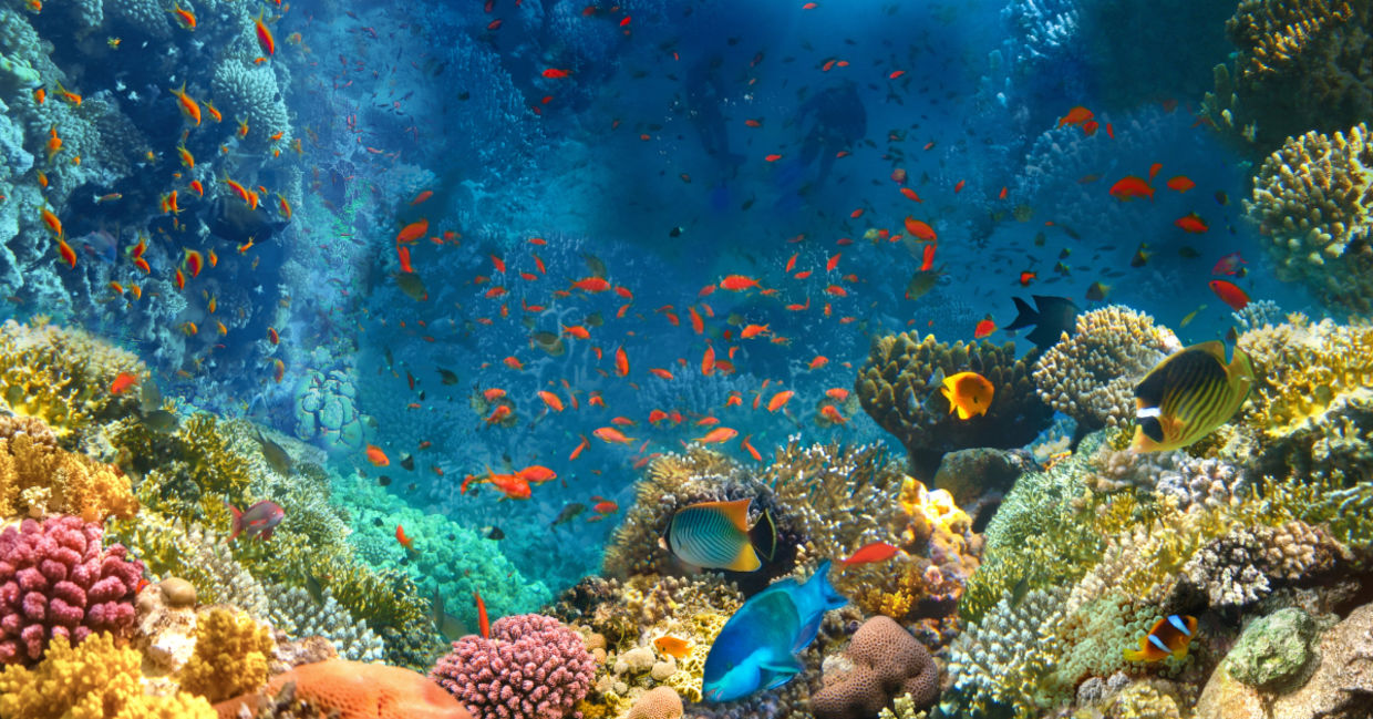 Google Maps Goes Under the Sea - Goodnet