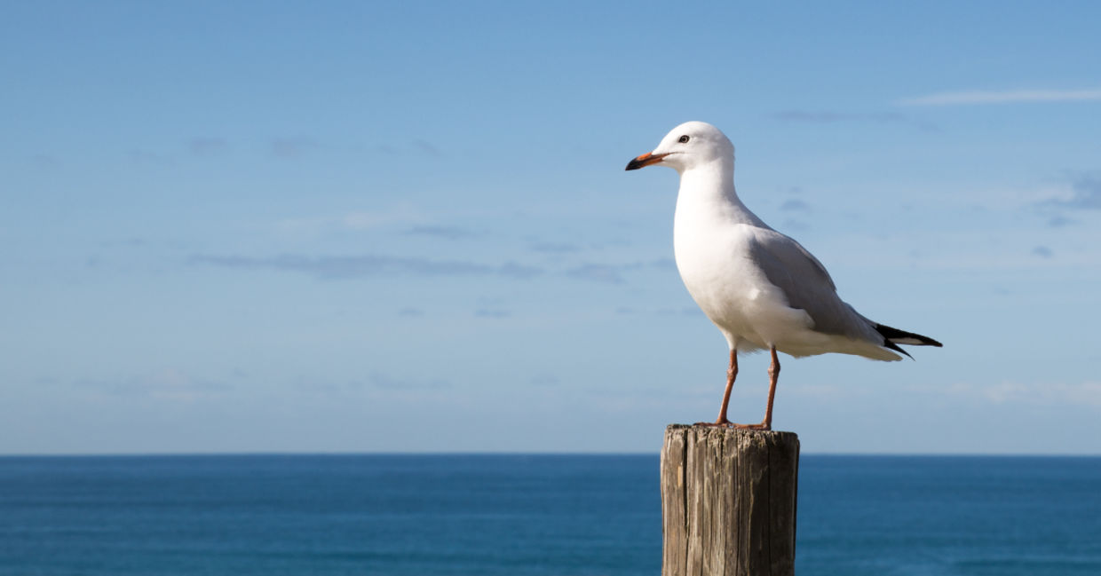 The Seagull Filmmaker - Goodnet