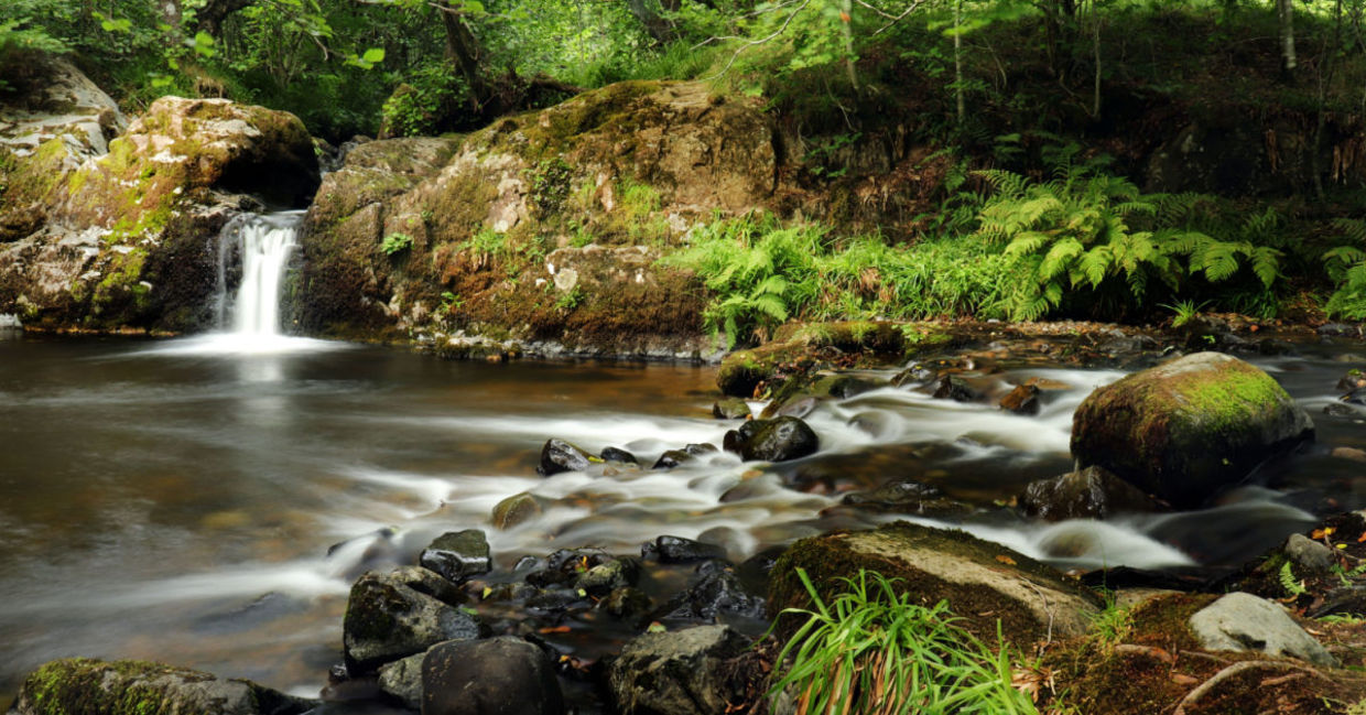 These Lost Rainforests are Making a Comeback - Goodnet