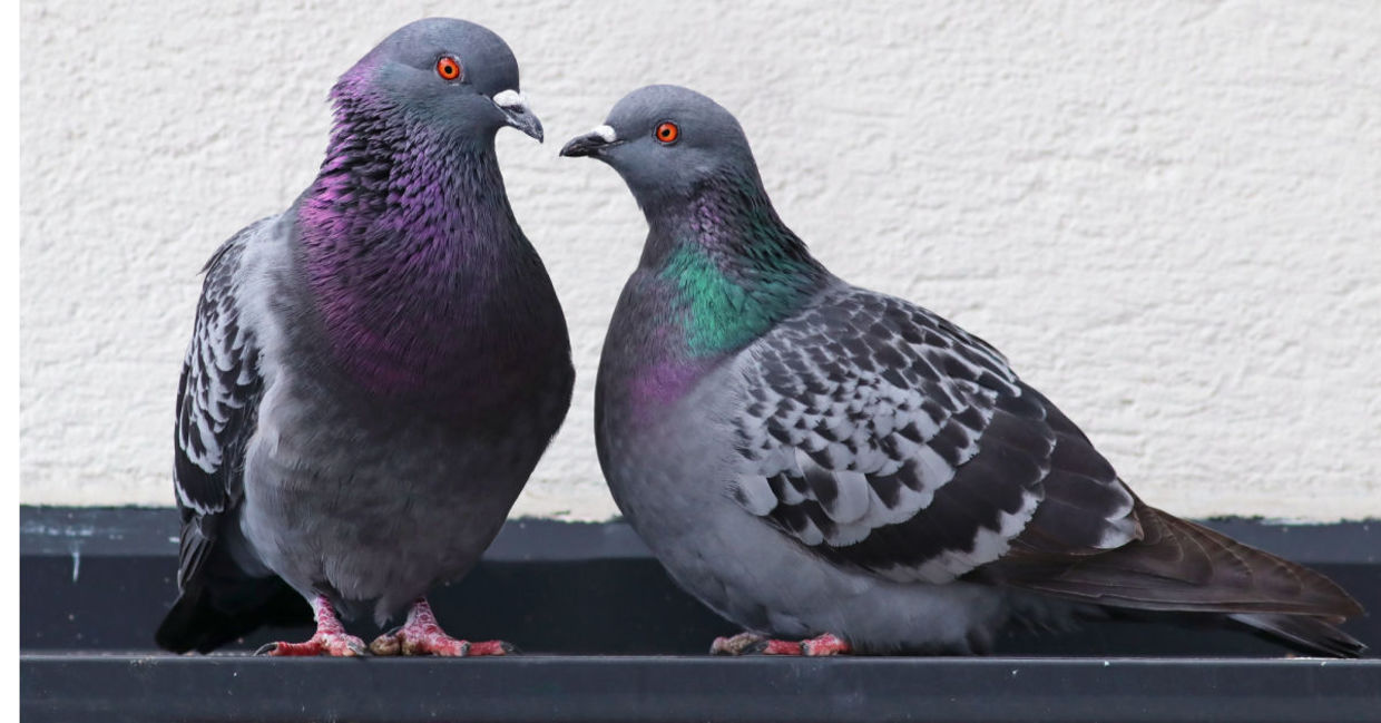 Study Finds That Pigeons May Be as Smart as AI - Goodnet