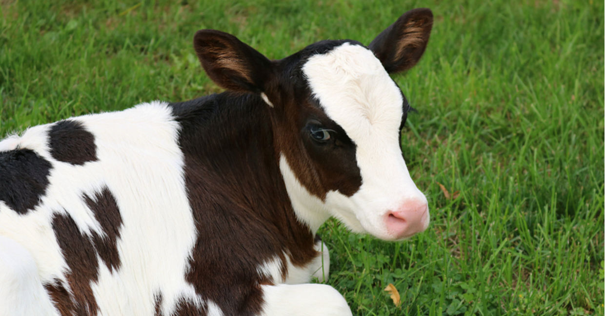 This Cow is Bringing Smiles to People Down Under - Goodnet