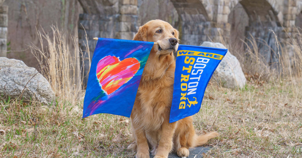 Golden Retrievers Honor Spencer the Marathon Dog - Goodnet