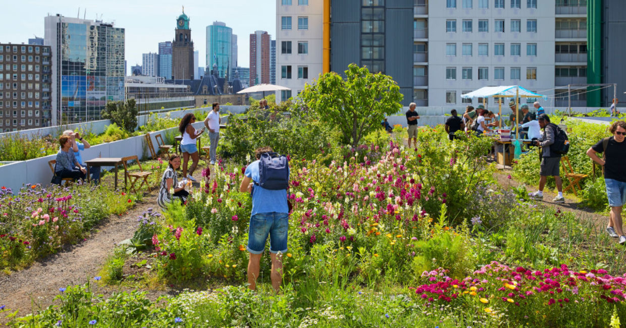 New Blue-Green Roof Systems Could Help Reduce Flooding - Goodnet