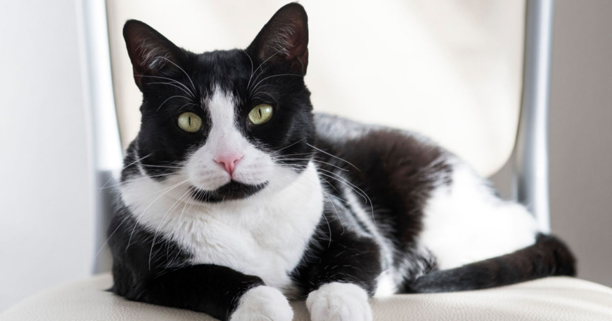 Meet the Award-Winning Cat Who Hears for His Owner - Goodnet