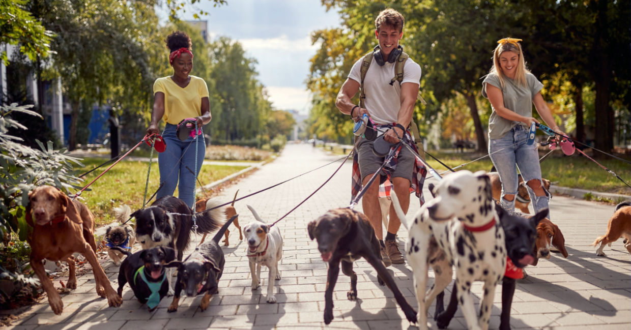 Adorable Dog Parade for California Man’s 100th Birthday - Goodnet