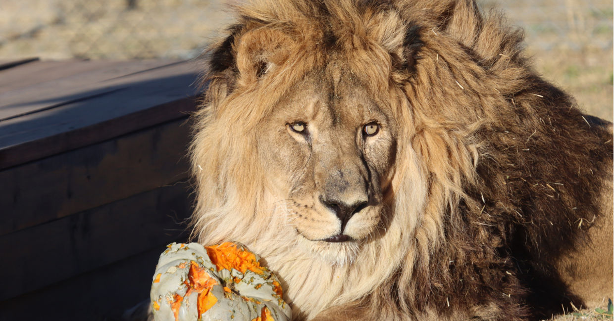 World's Loneliest Lion Returned to the Wild - Goodnet