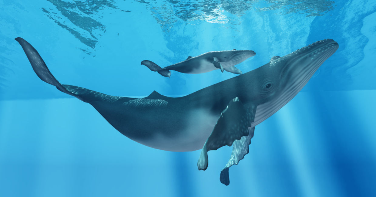 Amazing Footage of a Humpback Whale Birth Released - Goodnet