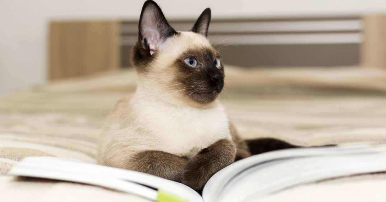 Swapping Adorable Cat Pics for Late Library Book Returns - Goodnet