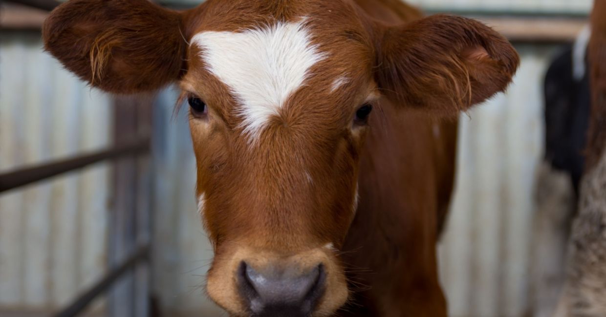 A Journey of Resilience and Healing at Freedom Farm - Goodnet