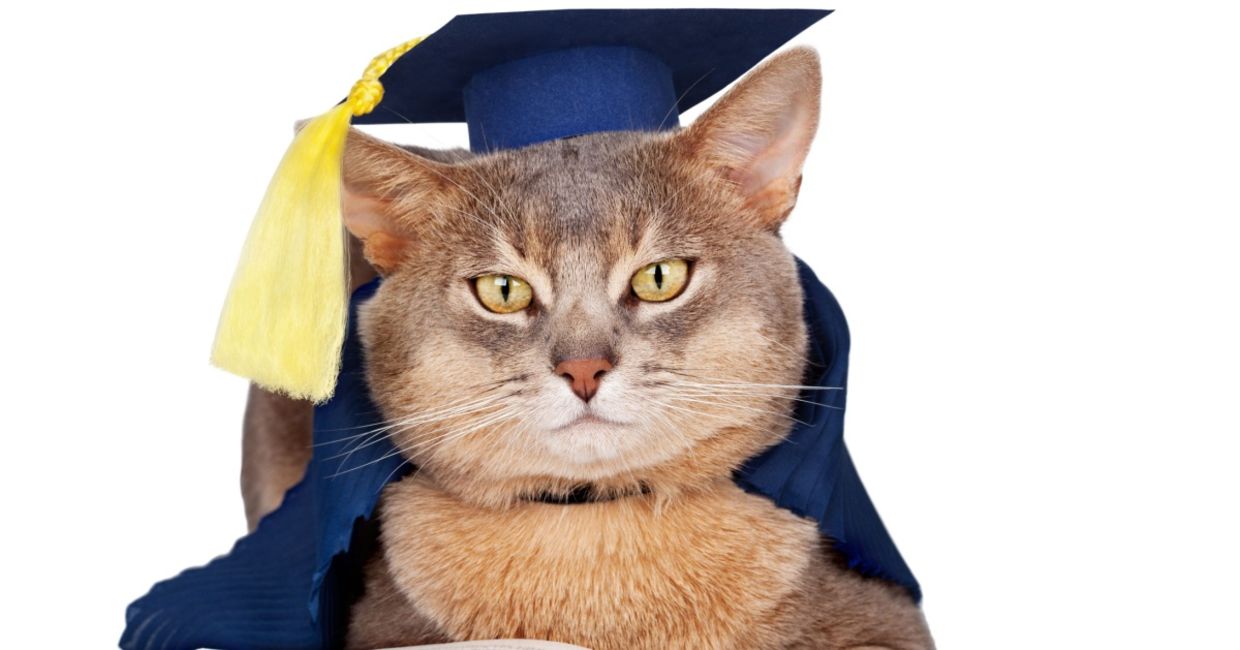 Max the Cat Receives an Honorary ‘Doctor of Litter-Ature’ - Goodnet
