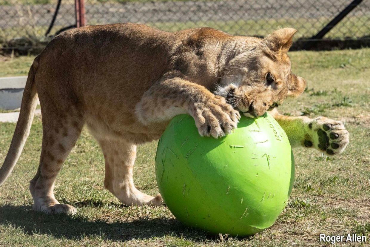 Abandoned Pet Lions Begin New Lives! - Goodnet