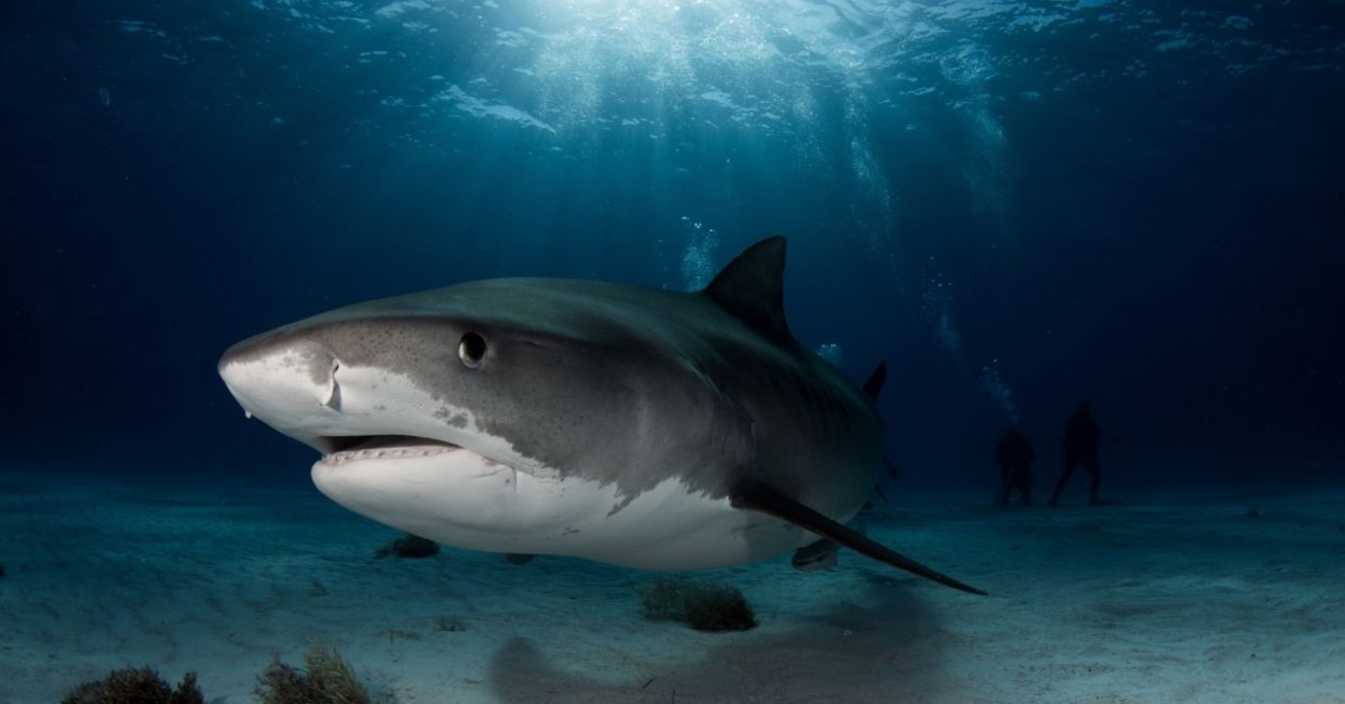 Beachgoers Lend a Helping to a Beached Shark - Goodnet