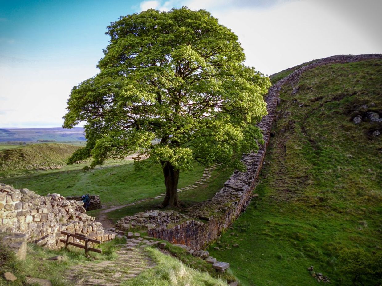 Saplings of Hope from UK’s Sycamore Gap Tree - Goodnet