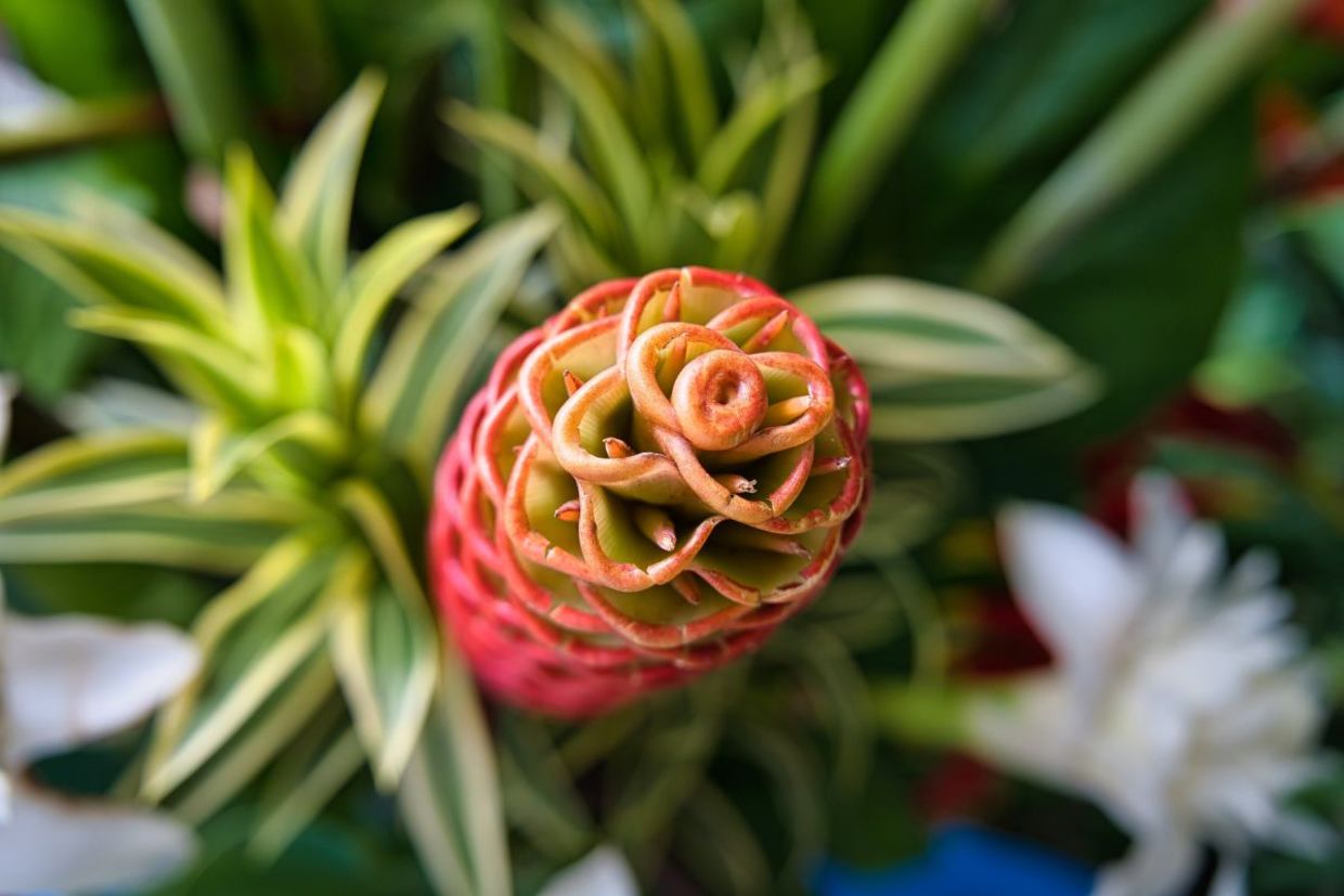 Explore the Natural Benefits of Pine Cone Ginger - Goodnet