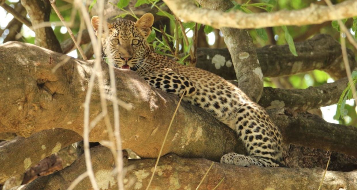 Every Leopard Has Its Own Roar - Goodnet