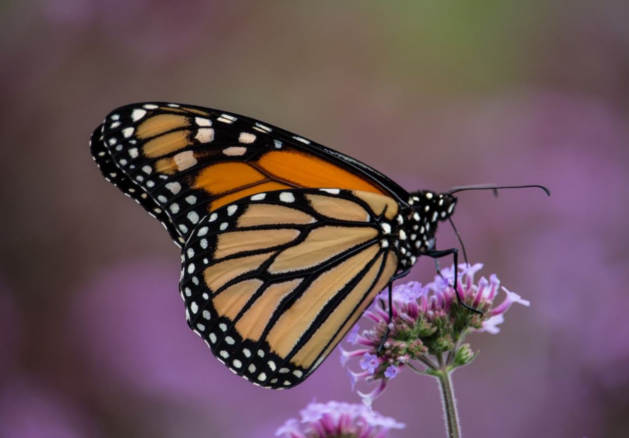 Cherished Eastern Monarch Butterflies Are Flourishing - Goodnet