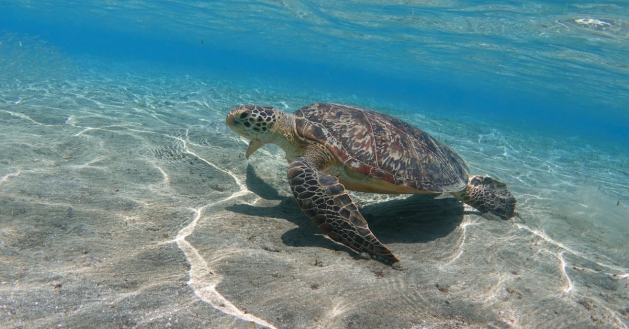 Introducing Israel’s New Sea Turtle Rescue and Rehab Center - Goodnet
