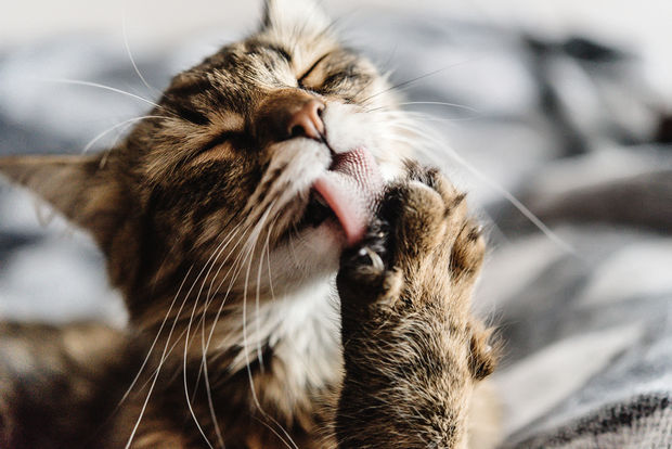 7 Scientifically Proven Health Benefits Of Being a Cat Owner - GOODNET ...