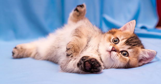 7 Scientifically Proven Health Benefits Of Being a Cat Owner - GOODNET ...